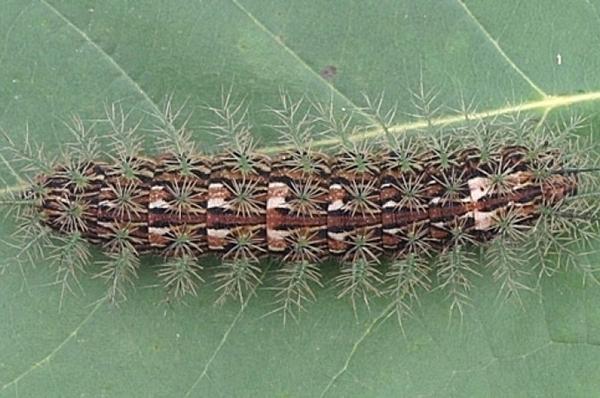 Alerta por presencia del insecto churrusco o lonomia